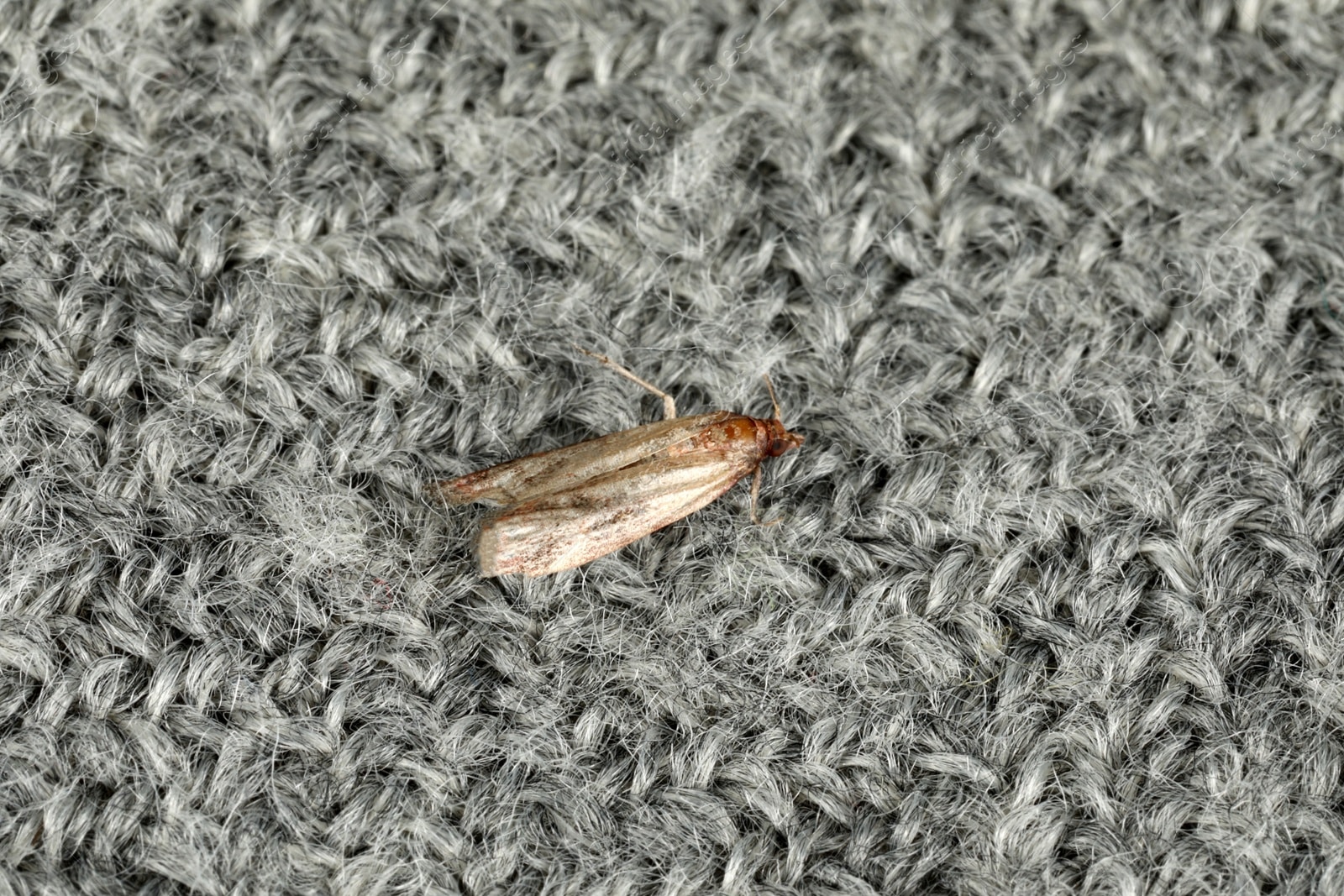 Professional Carpet Moth Treatment Near Me | Carpet Moth Killer