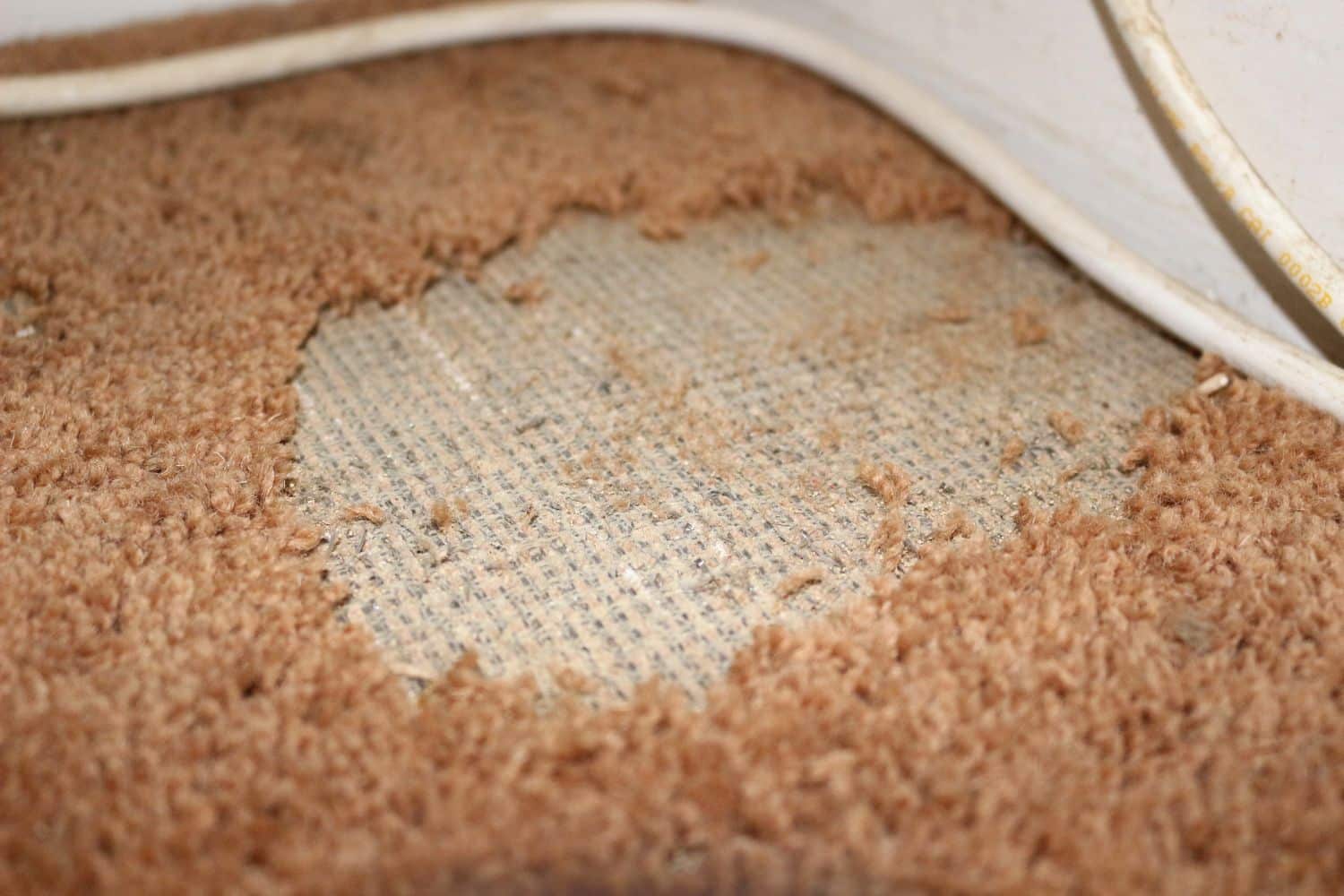How Do I Get Rid Of Carpet Moths & Carpet Moth Larvae