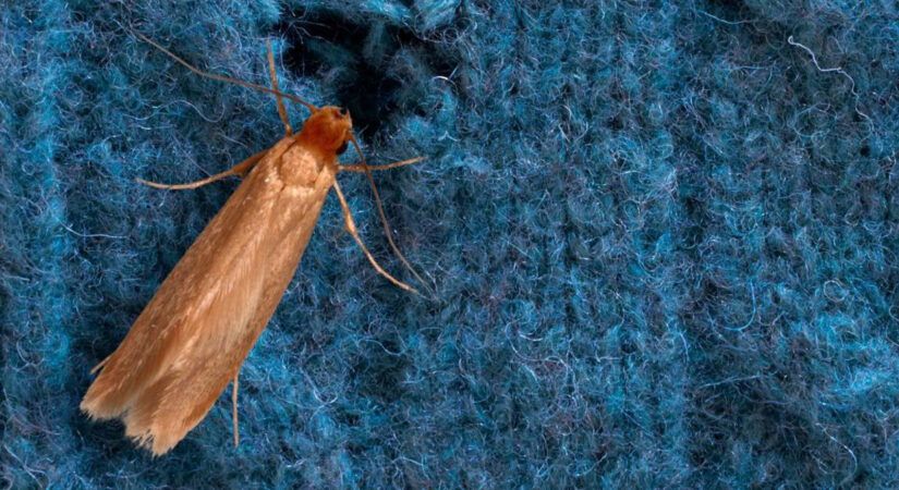Quick Solutions To Eliminate Carpet Moths Effectively