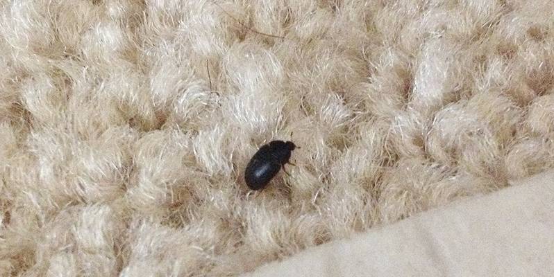 Identifying And Dealing With Carpet Moth Infestations